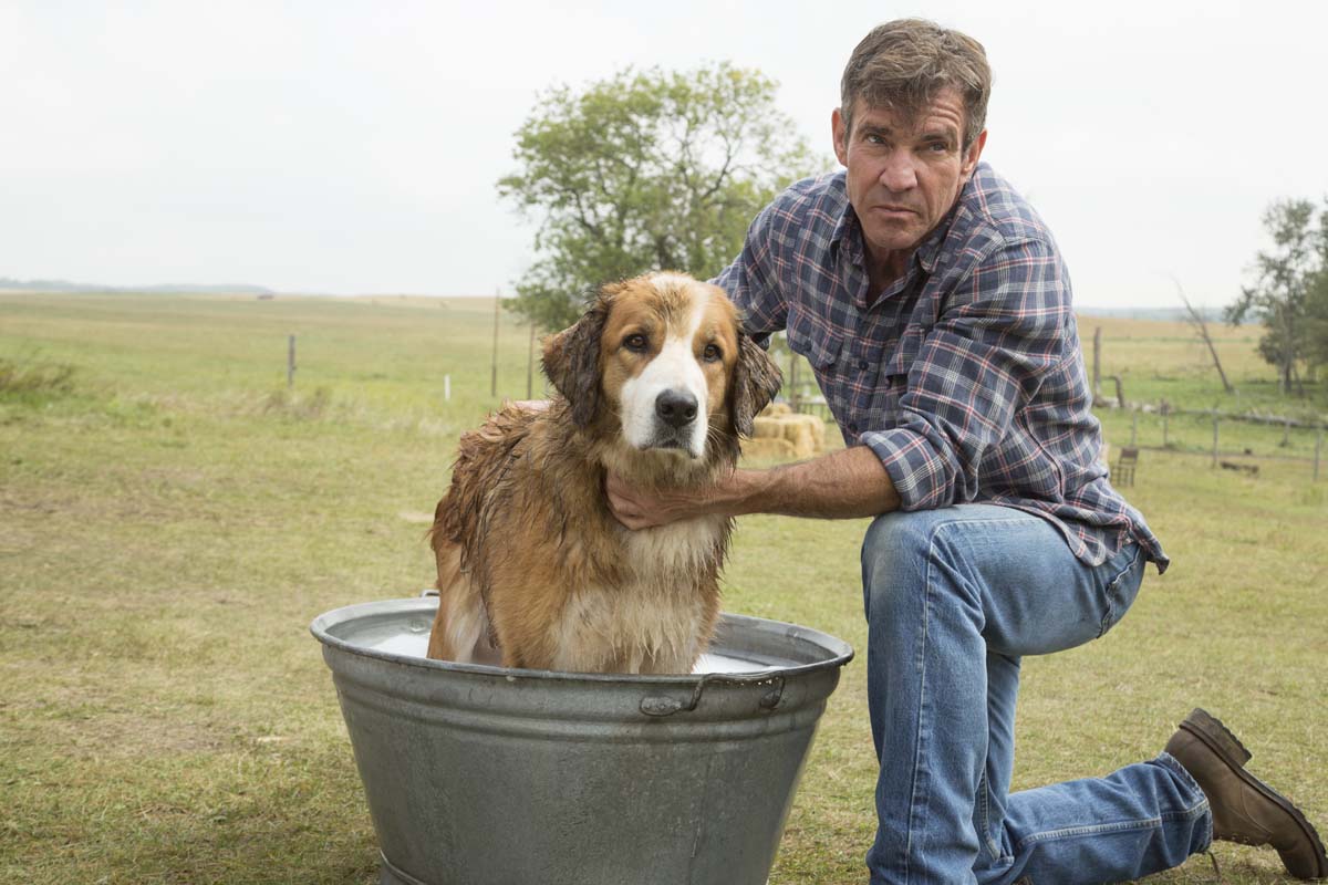 Sessão da Tarde de hoje (04/10) exibirá Quatro Vidas de Um Cachorro